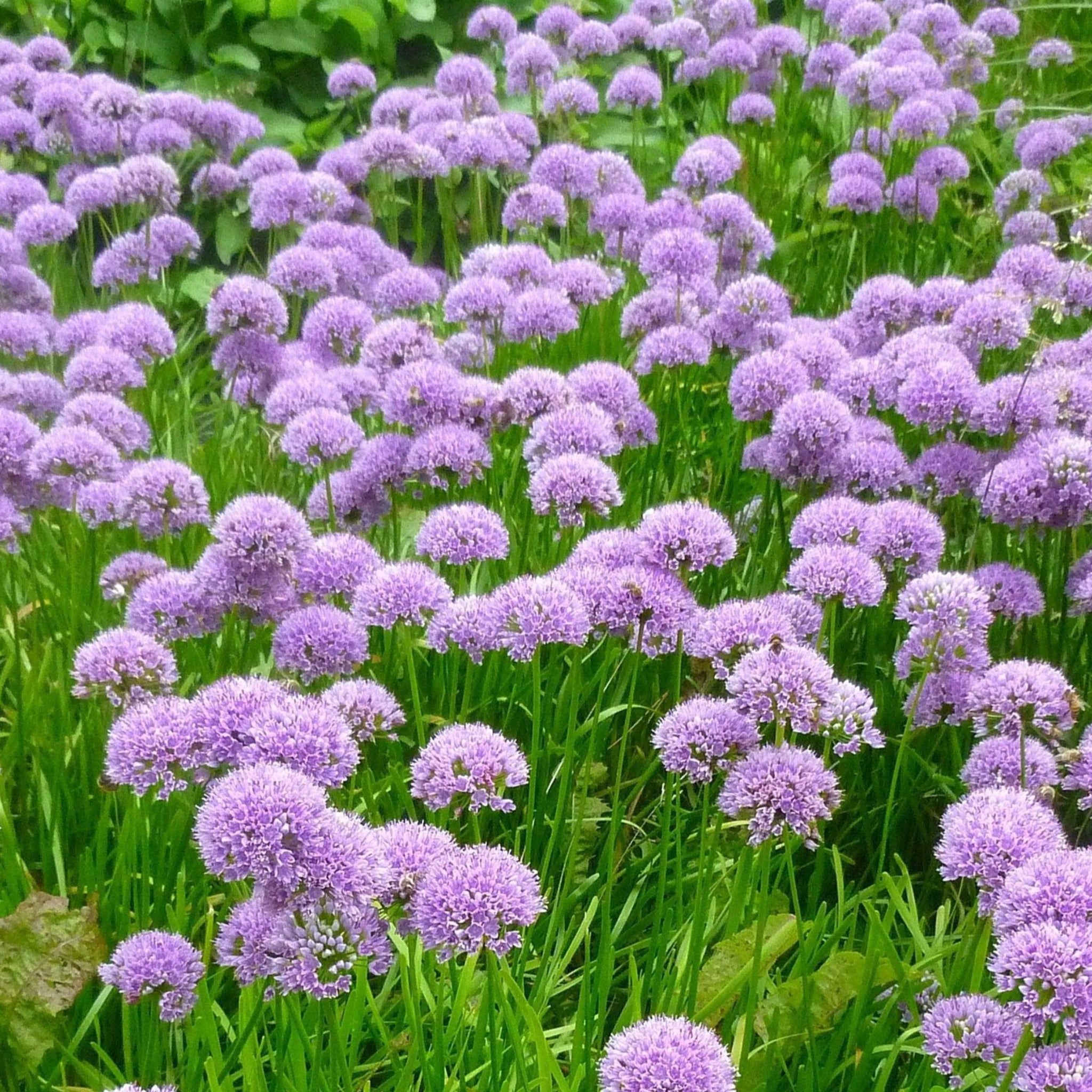 Allium 'Millenium' 2L – Bloomin' Gems