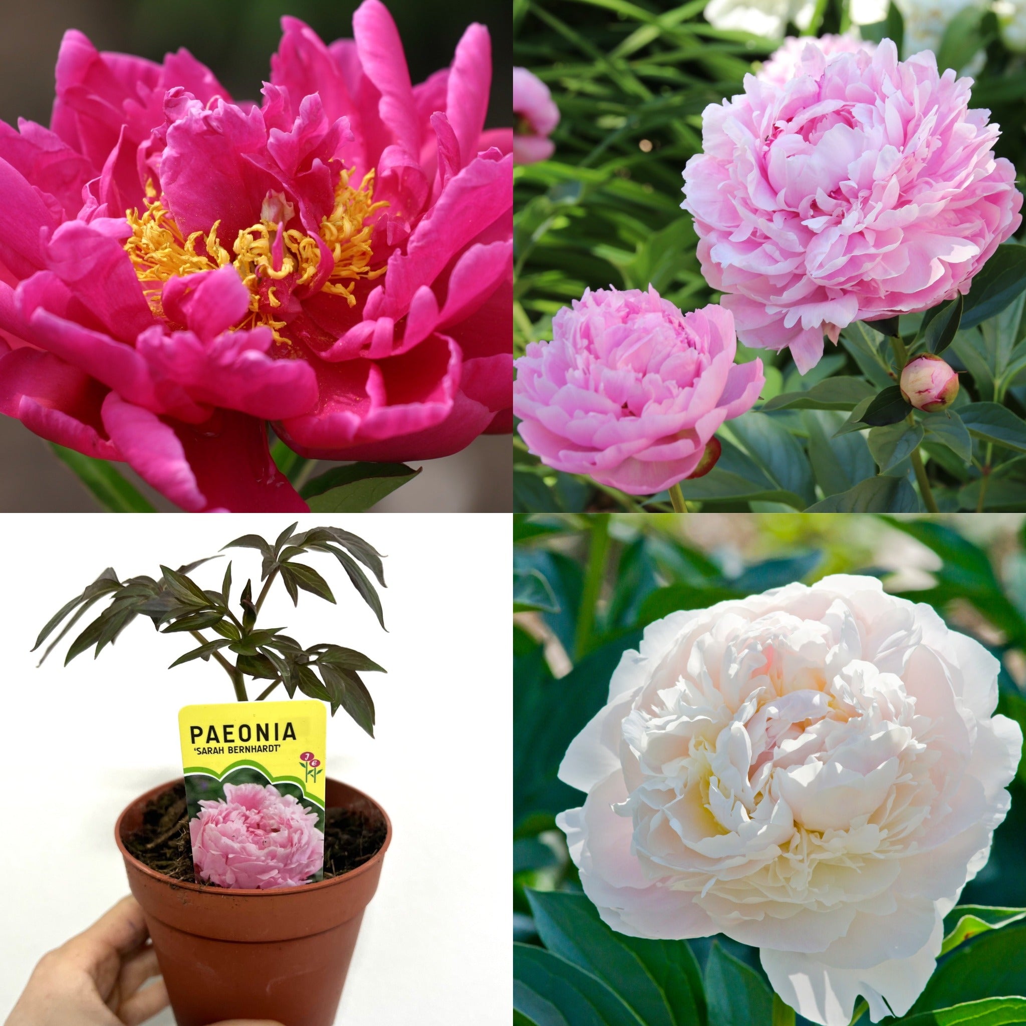 Peony Mix of 3 Plants (3 x 9cm-1L Pots) – Bloomin' Gems