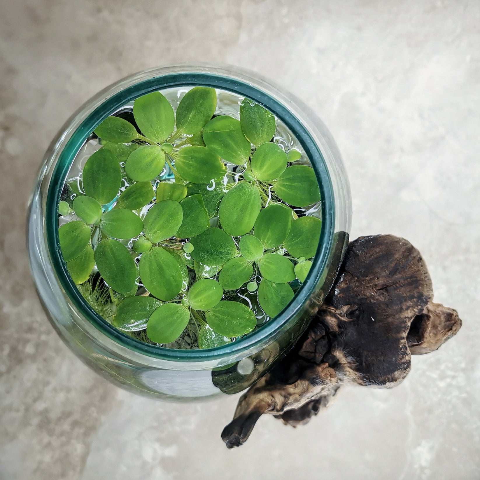 Extra Large Driftwood with Moss Balls – Bloomin' Gems